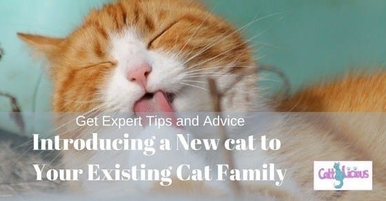 Introducing a New Cat to an Existing Cat - CattyLicious.com
