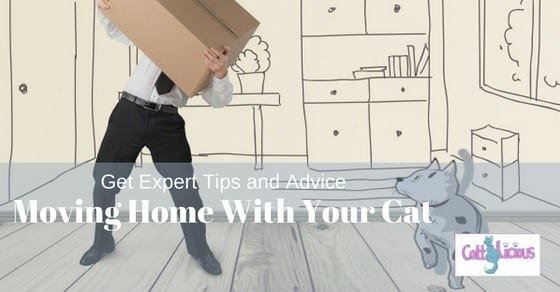 Moving House With Your Cat - Expert Tips and Advice - CattyLicious.com